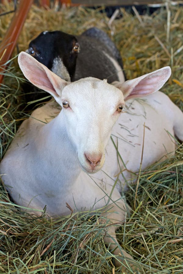 White Alpine Goat Resting in Hay Stock Photo - Image of alpine, cute ...