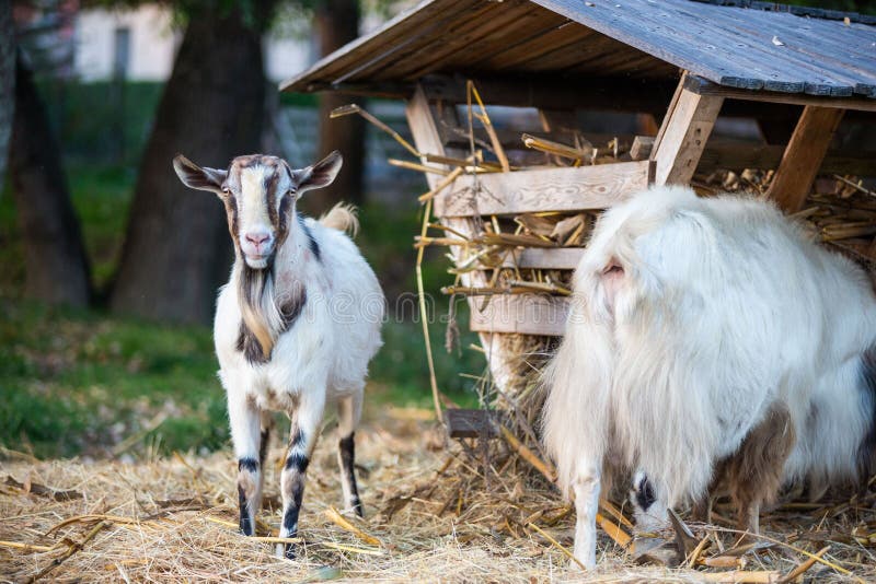 White Alpine Goats in the Farm Stock Image - Image of grass, field ...