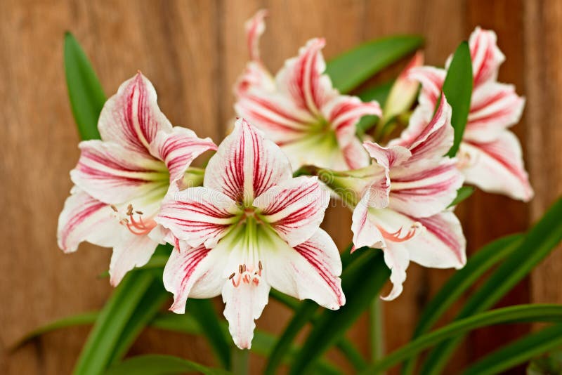 White Amaryllis stock image. Image of bunch, flower, natural - 17243971