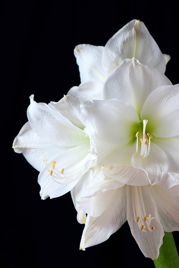 White amaryllis stock image. Image of pistil, amaryllis - 27124093
