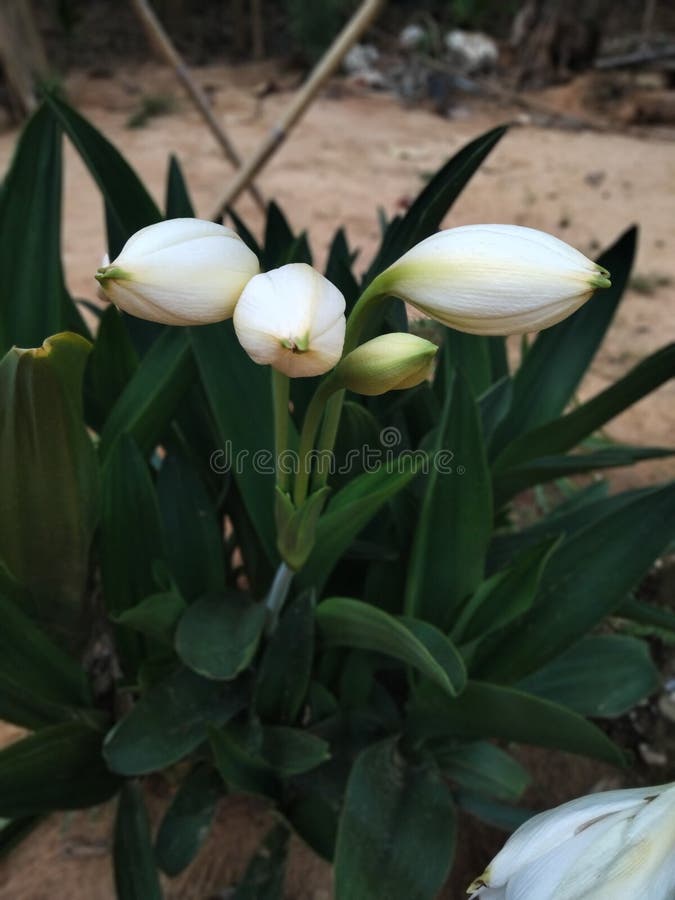 White Amaryllis Flower Buds that Have Not yet Bloomed Stock Photo ...