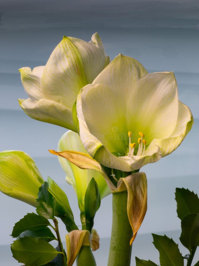 White Amaryllis Flower in Front of a Light Gray Background Stock Photo ...
