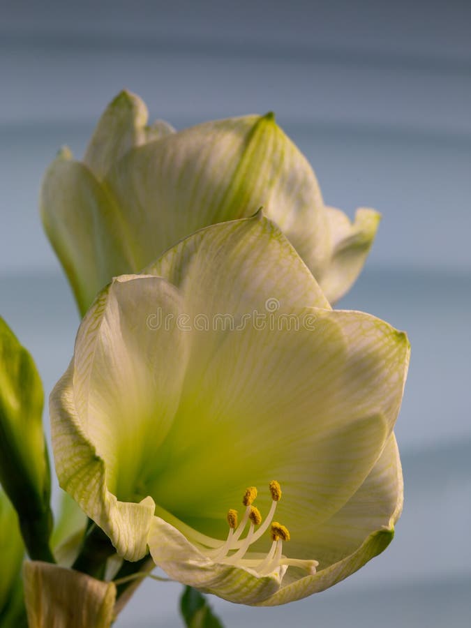 White Amaryllis Flower in Front of a Light Gray Background Stock Image ...