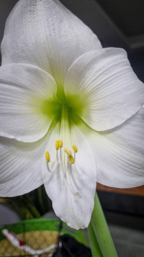 White Amaryllis Flower with Green Center Close Up Stock Image - Image ...