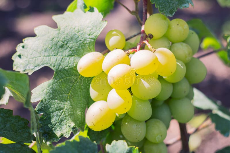 White, Amber Grapes on the Vine. Stock Photo - Image of grapevine ...