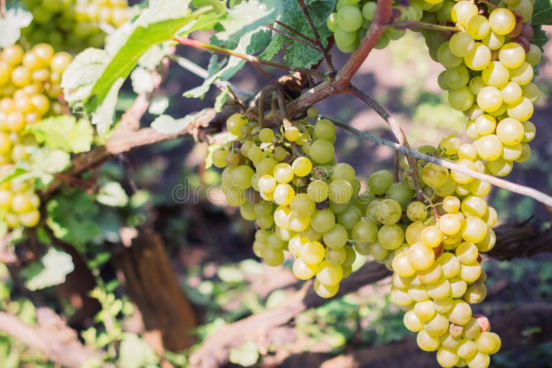Amber grapes stock image. Image of growers, closeup, champagne - 308679