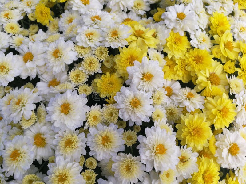 White and yellow mums stock image. Image of mums, daisy - 99326481