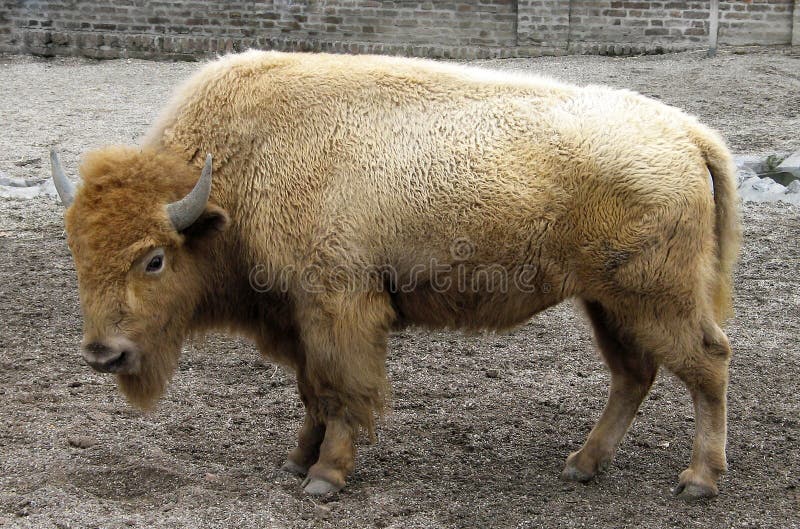 White American Bison (Bison Bison) Stock Photo - Image of bull, bison ...