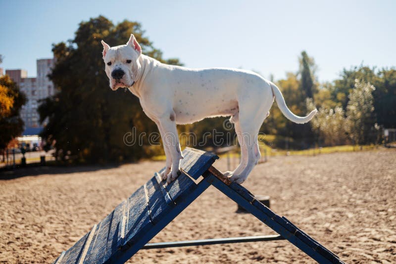 White American Bully Dog Climbing Over the a-frame Agility Stock Image ...