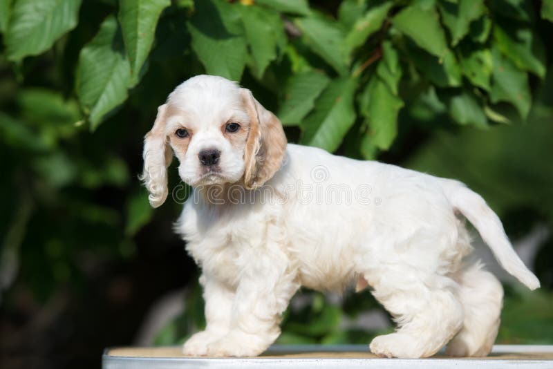 White American Cocker Spaniel Puppy Stock Photo - Image of front ...