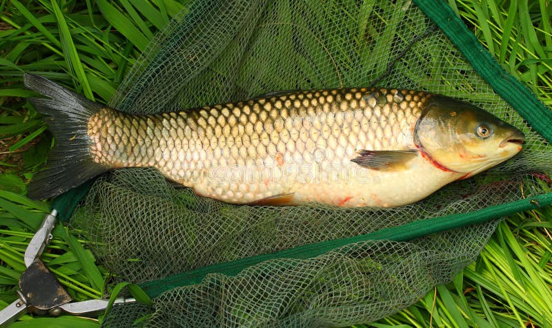 The White Amur - Grass Carp. Royalty Free Stock Photos - Image: 25038848