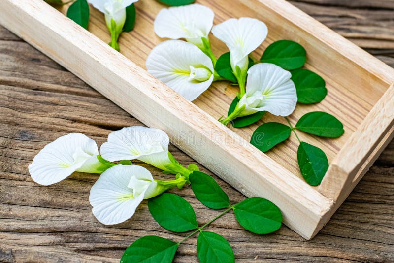 White anchan flowers stock image. Image of asia, ingredient - 181658909
