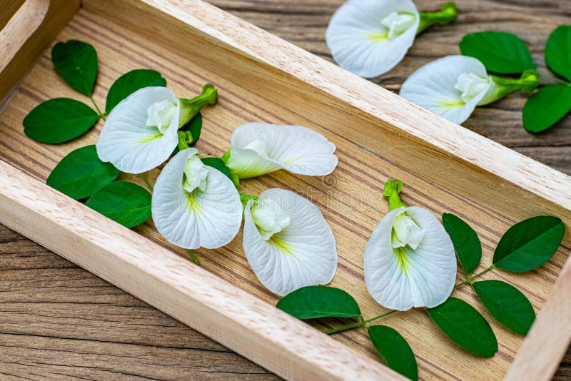 White anchan flowers stock image. Image of dinner, beautiful - 181658919