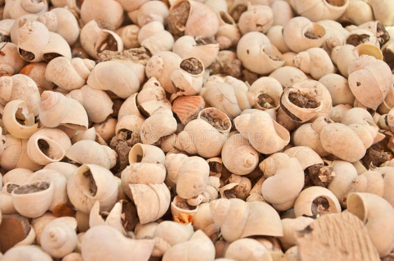 Ancient shellfish fossil stock image. Image of shellfish - 26746845