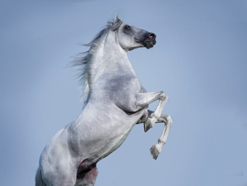 Rearing Andalusian Horse Win Winter Stock Photo - Image of contest ...