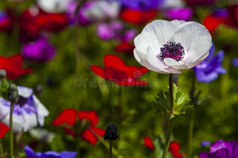 Field of Anemones stock image. Image of blossoming, meadow - 18641511