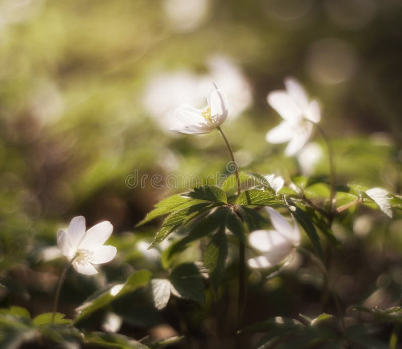 White Anemone. Early Spring Flowers Stock Image - Image of blossom ...