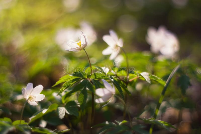 White Anemone. Early Spring Flowers Stock Photo - Image of blossom ...