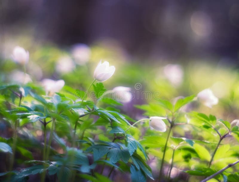 White Anemone. Early Spring Flowers Stock Image - Image of closeup ...