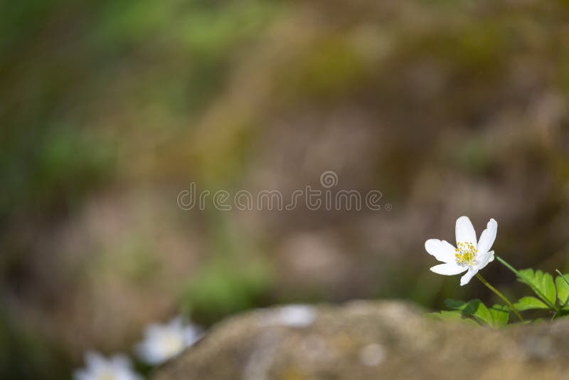 White Anemone Early Spring Flowers Stock Image - Image of color ...