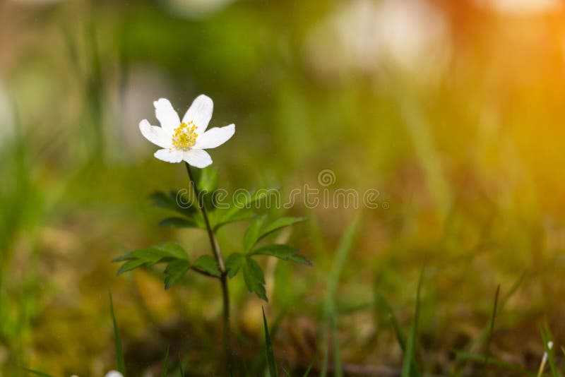 White Anemone Early Spring Flowers Stock Image - Image of flower, petal ...