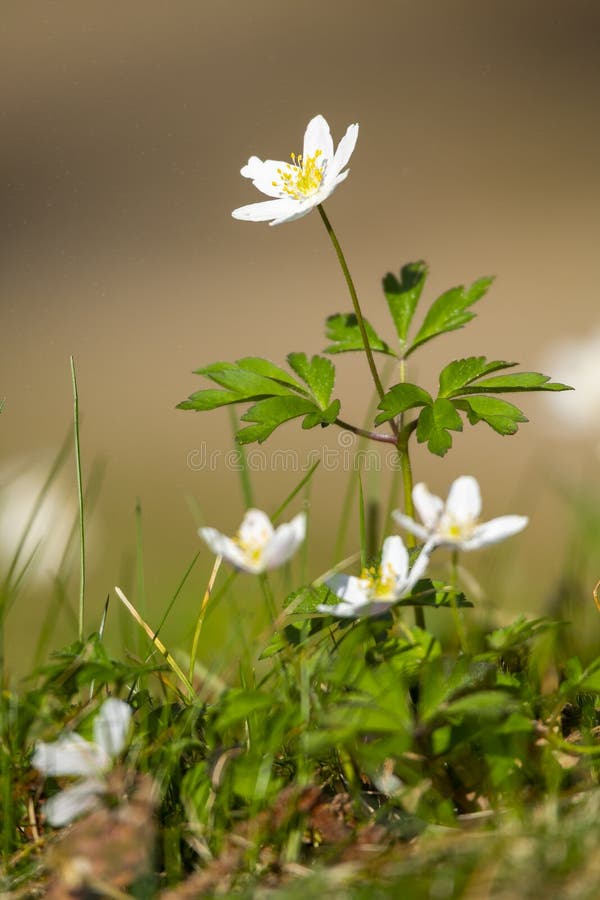White Anemone Early Spring Flowers Stock Photo - Image of closeup ...