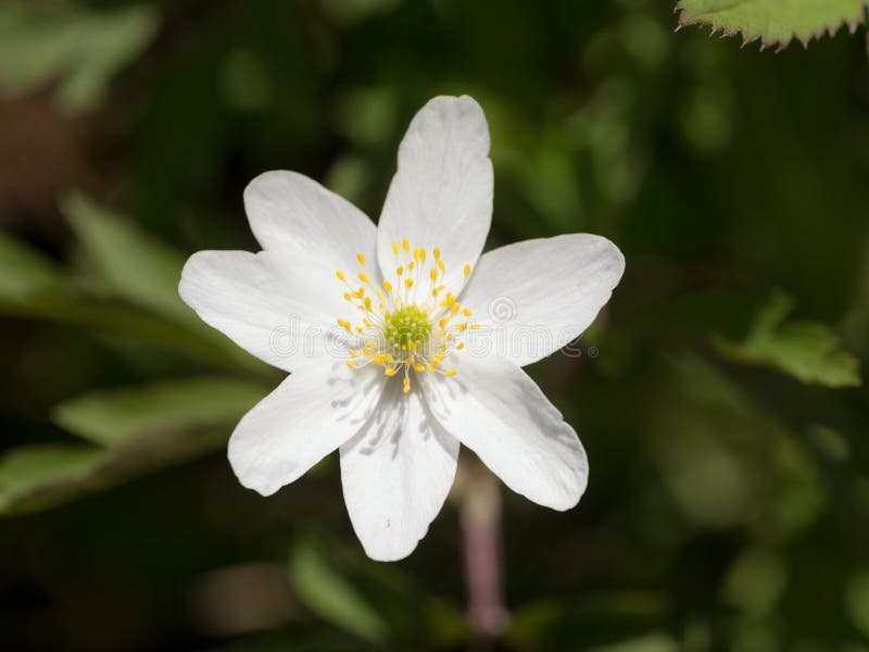 White Anemone in Spring Day Stock Image - Image of petal, color: 186320167