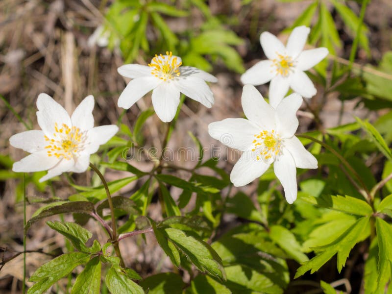 Anemone in spring day stock photo. Image of leaf, beauty - 184353986