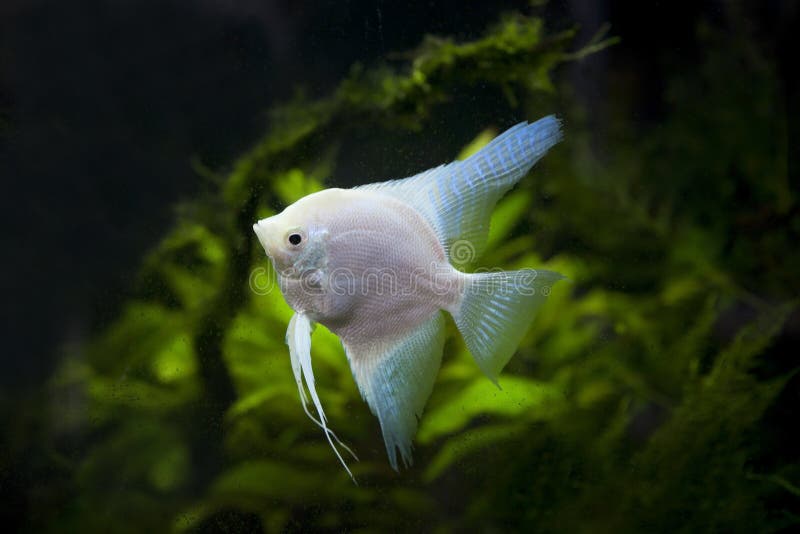 White Angel Fish In Green Aquarium Stock Image - Image of amazon ...