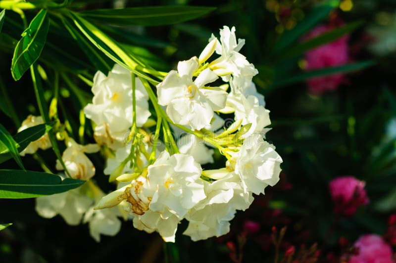 White Angel Flower stock image. Image of elegant, summer - 42028209