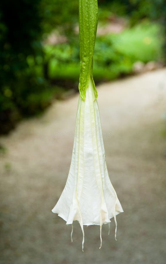 Brugmansia, Trumpet Flower in White Stock Photo - Image of leaves ...