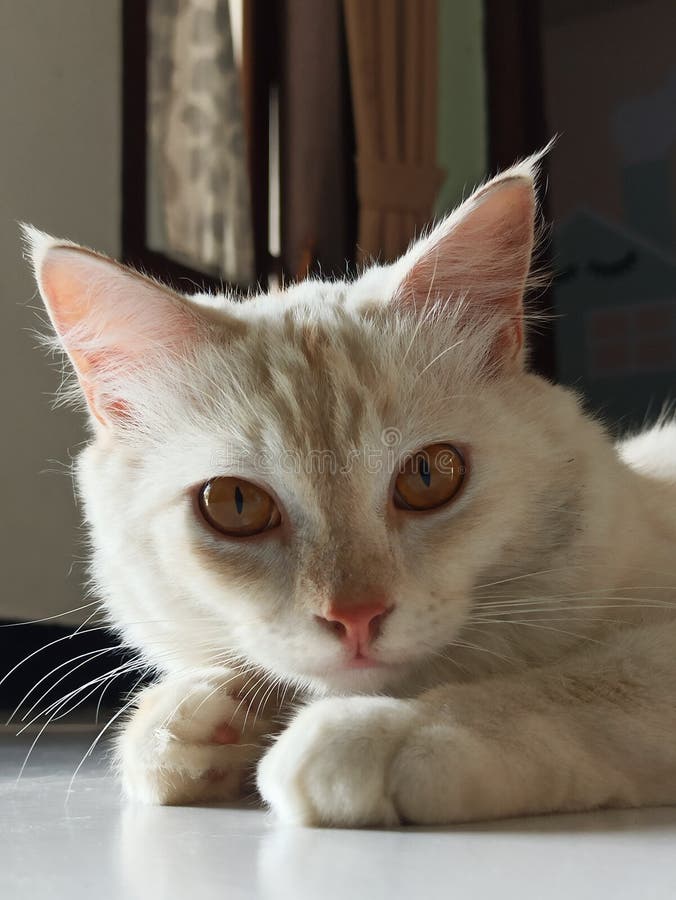 White Anggora Cat is Sitting on the Floor Inside the House Stock Image ...