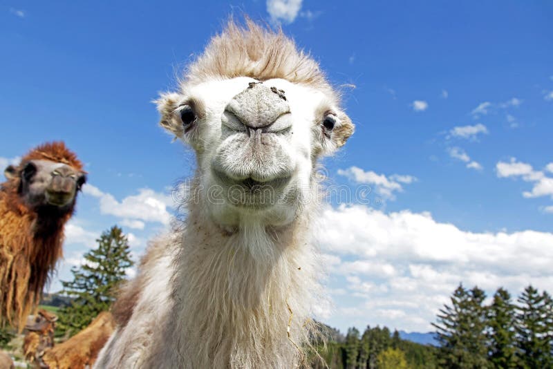 White Angle Shot of Young White Bactrian Camel Camel with Flies on Nose ...