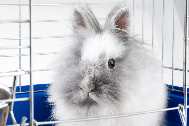 Angora lop-eared rabbit stock photo. Image of eyes, furry - 35184648