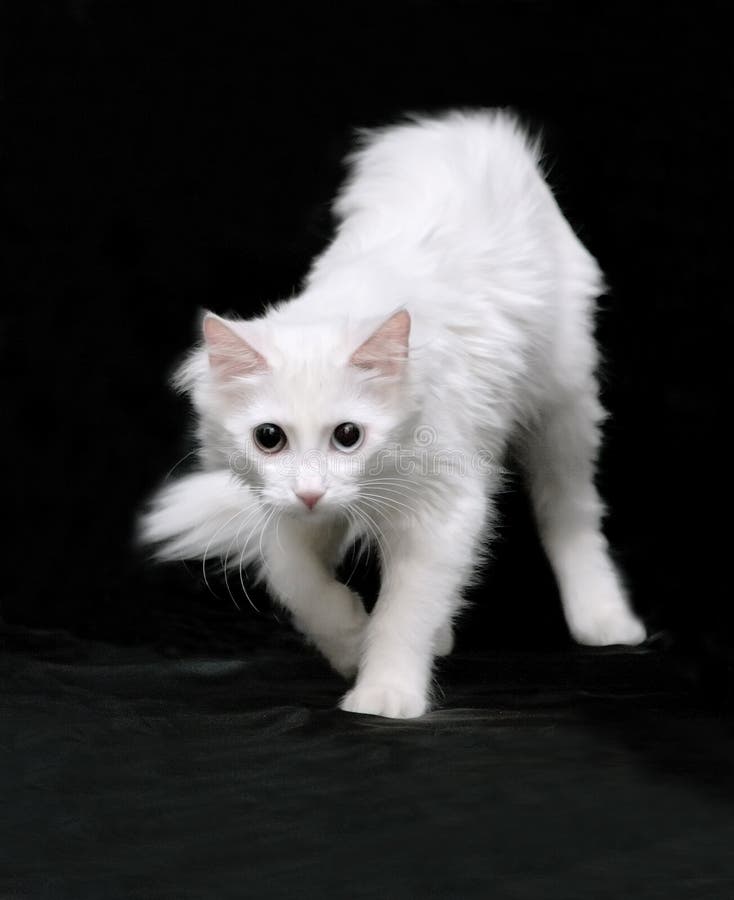 White Angora cat stock photo. Image of claws, jumps, fluffy - 14141818