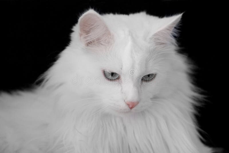 White angora cat stock image. Image of background, fluffy - 16259033