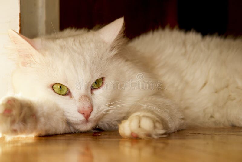 White (Angora) cat stock photo. Image of face, home, look - 3297434