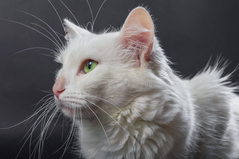 White angora cat stock image. Image of background, fluffy - 16259033