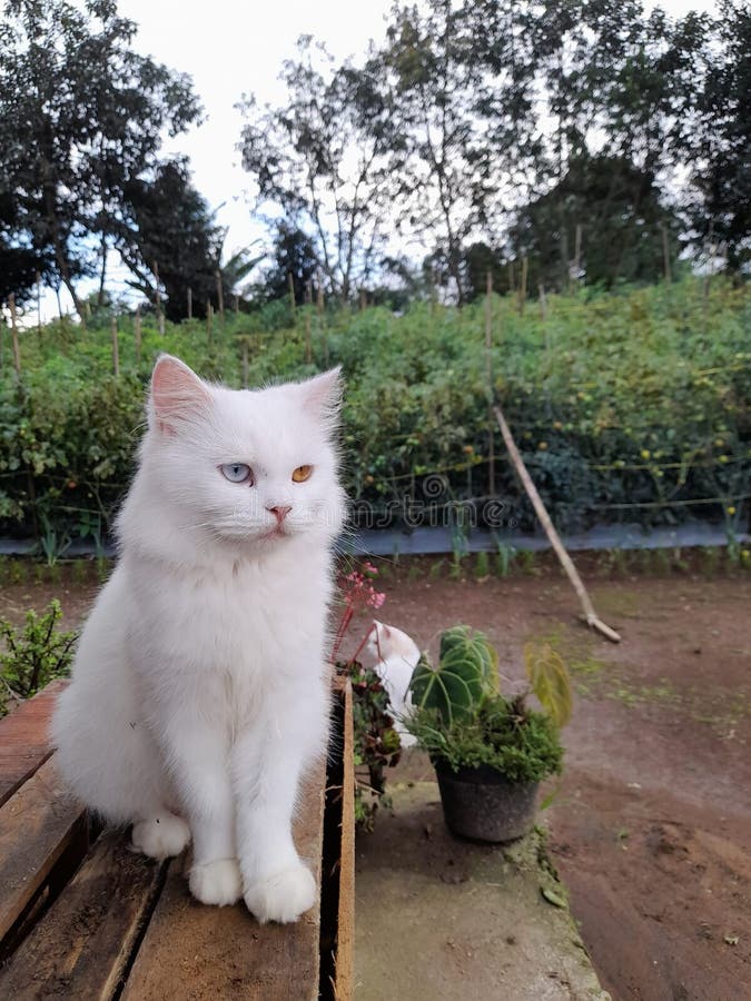A White Angora Cat that Has Different Eyes from the Other Eye Stock ...