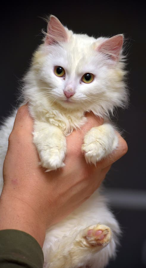 White Angora Cat Kitten in Hands Stock Photo - Image of nature ...