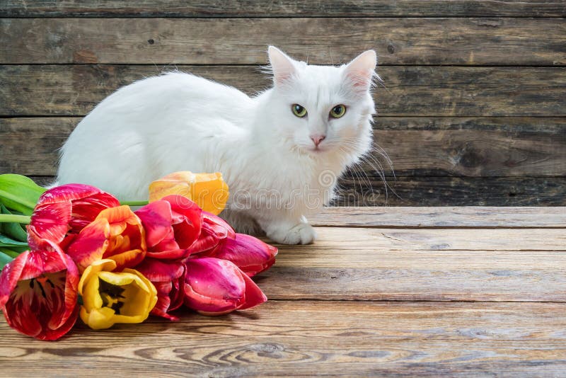 Turkish Van Type Cat Resting Stock Image - Image of color, domesticate ...