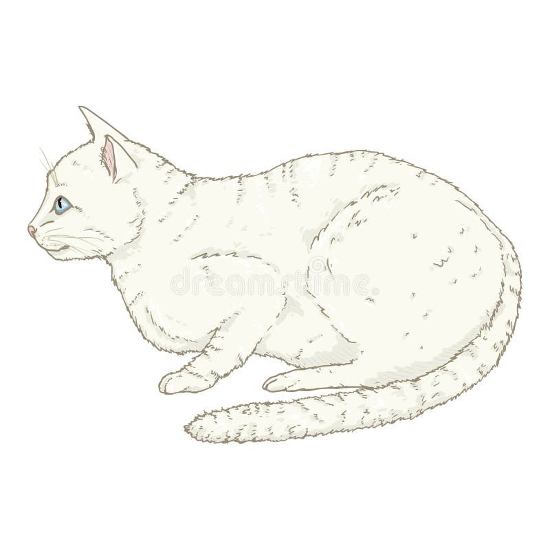 White Angora Cat stock vector. Illustration of posing - 170108006