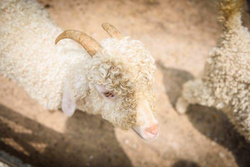 White Angora Goat (Capra Aegagrus Hircus) in the Stall Stock Image ...