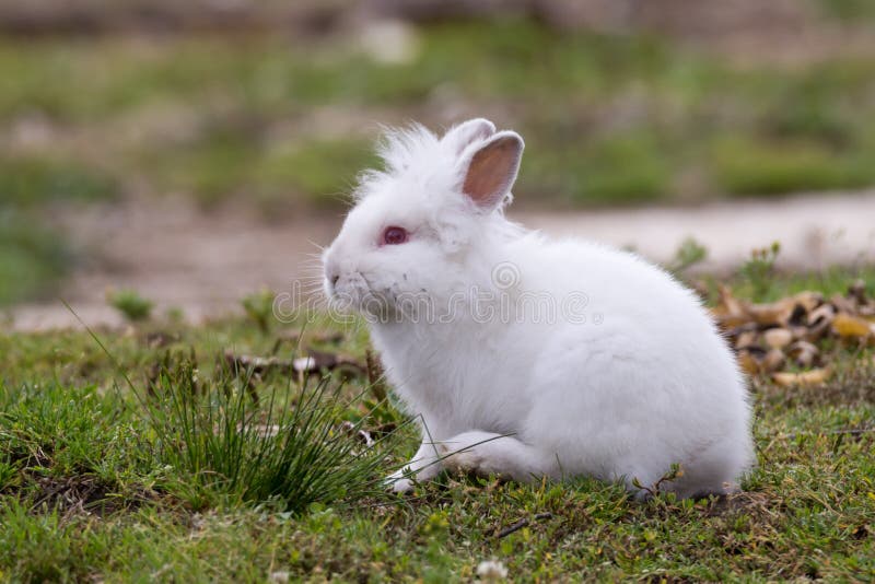 White Angora Rabbit Sitting Outdoors in the Wild Stock Photo - Image of ...