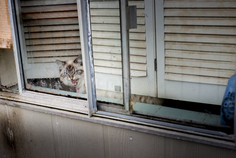 White Angry Cat Behind an Old Rusty Window of a White Dirty Building ...
