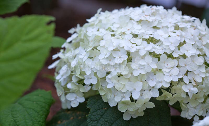 White Annabelle Hydrangea Flowers in a German Garden. Stock Photo ...
