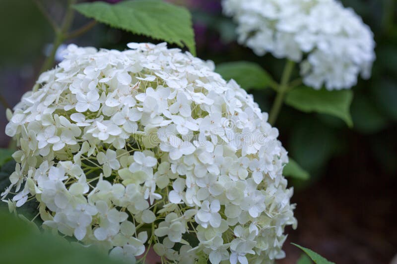 White Annabelle Hydrangea Flowers in a German Garden. Stock Image ...