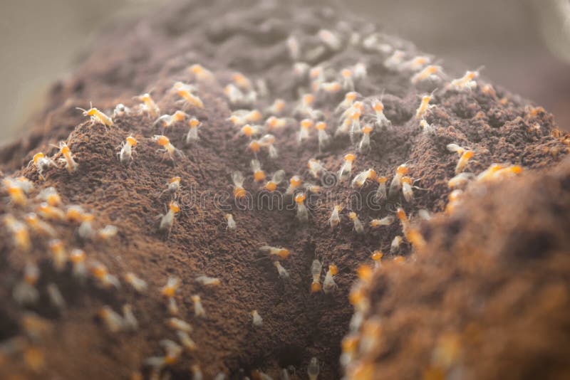 White ant cave stock photo. Image of nature, house, white - 136576382