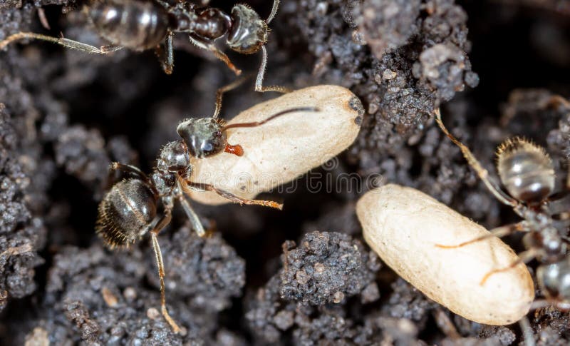 White ant eggs in nature stock photo. Image of invertebrate - 189071806