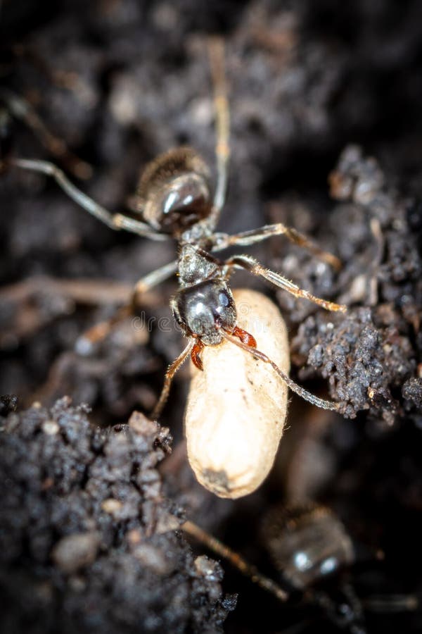 Eggs of an Insect on a Leaf of a Tree Stock Photo - Image of tree ...